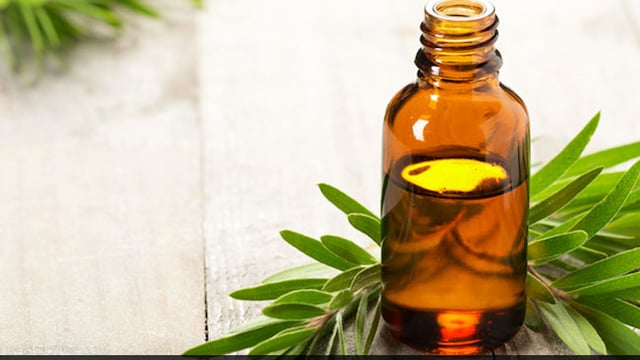 Not Just Skin, Tea Tree Oil Is Beneficial For Your Hair Too: Here's How ...