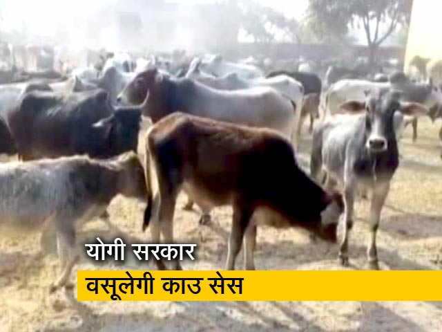 Cow Cess: Latest News, Photos, Videos on Cow Cess - NDTV.COM