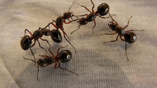 why do big red ants come in the house