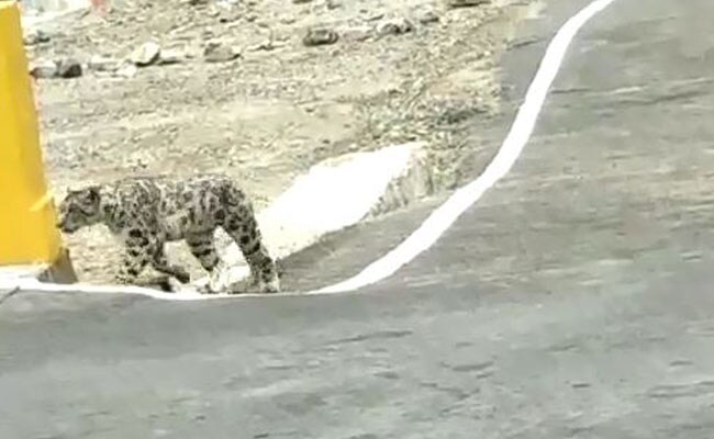Endangered Snow Leopard Spotted On Nelong Valley Bridge In Uttarakhand