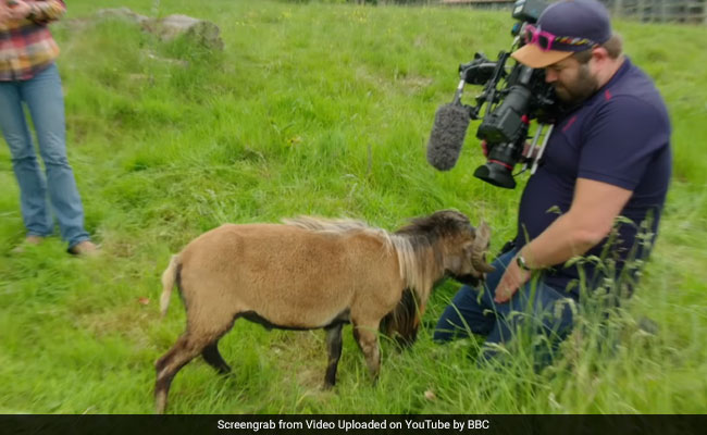 Goat Attack Youtube