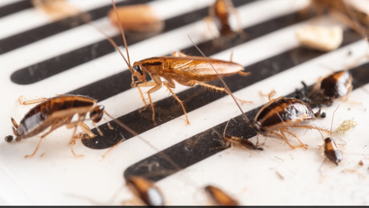 Cockroaches Found In Food, 2 Cafeterias Sealed In Pakistan's Parliament ...