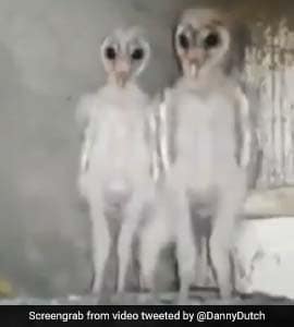 Alien Owl Memes