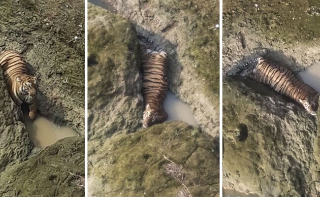 Tiger Trapped In Rocks After Jumping 35 Feet Into Maharashtra River Dies