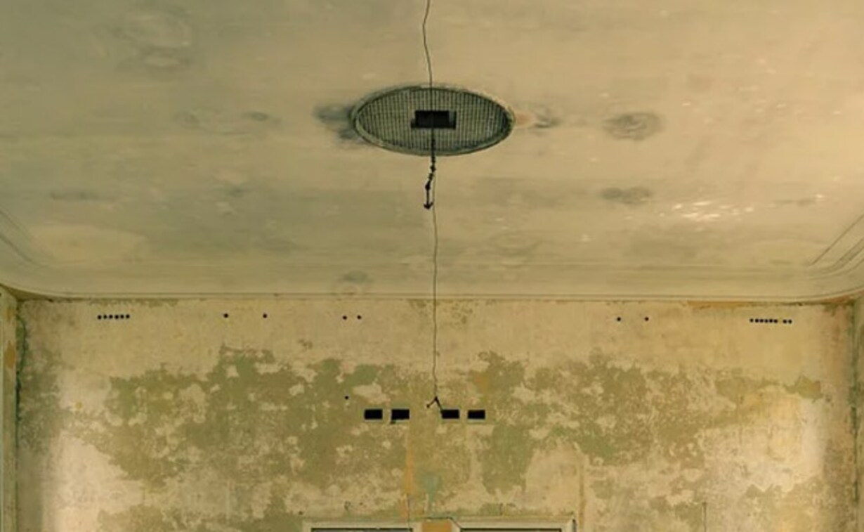 Rats In My Apartment Ceiling | Shelly Lighting