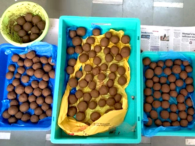 These DIY Seed Bombs Can Help You Fight Deforestation In India
