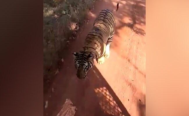 Tiger Chases Bus On Jungle Safari In Chhattisgarh's Nandanvan Jungle ...