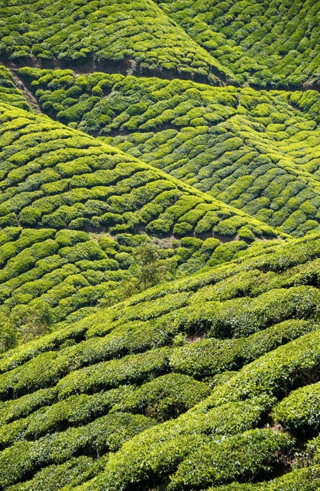10 Best Things To Do In Assam From Kaziranga Safari To River Cruise