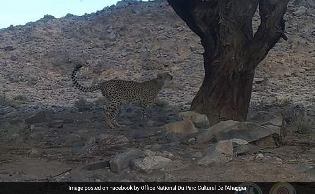 Saharan Cheetah Algeria