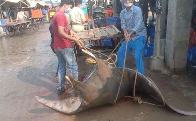 Giant Shankar Fish Weighing Nearly 800kg Caught Off Bengal's Digha ...