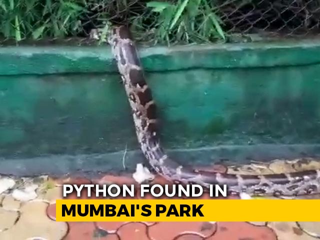 8 To 10-Foot Python Spotted In Mumbai's Maharashtra Nature Park | NDTV ...