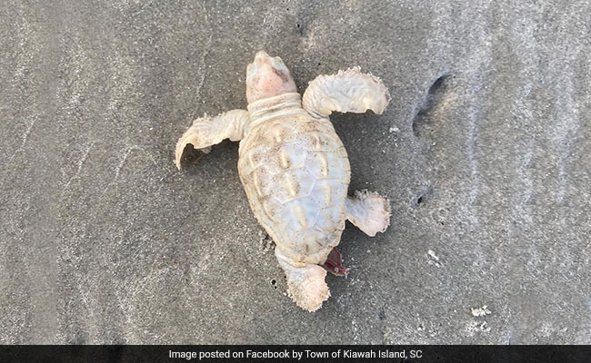 White Sea Turtle Sea Turtle | Description, Species, Habitat, & Facts