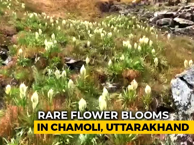 Watch Rare Brahma Kamal Flower Bloom In Uttarakhand's Snow-Clad Chamoli
