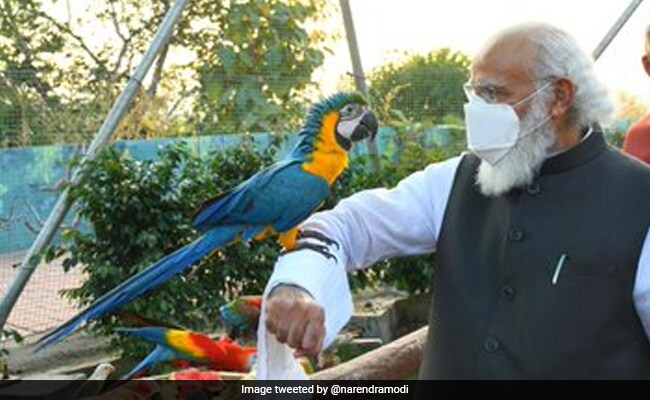 Bird Watching, Cherry Blossoms: PM Narendra Modi On Connect With Nature ...