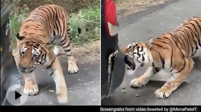 Tiger Viral Video | Viral Video: Tiger Bites Safari Vehicle At ...