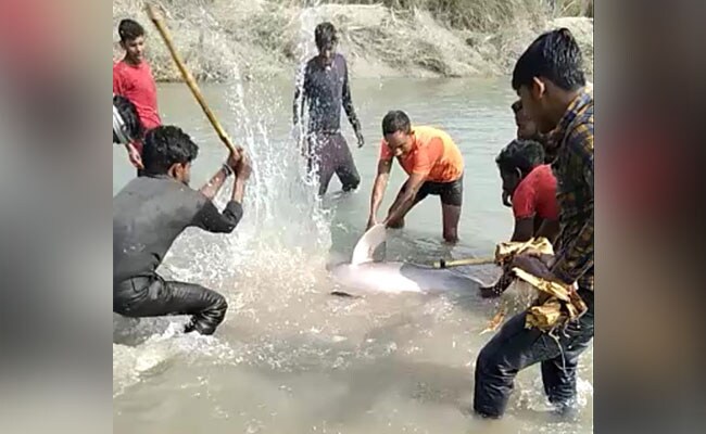 Gangetic Dolphin Beaten To Death In UP, 3 Arrested As Video Goes Viral