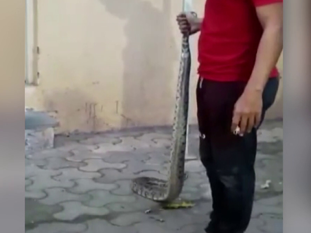 7-Foot Long Python Rescued From Residential Area In Thane