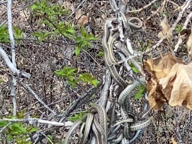 Caught On Camera: A 'Mating Ball' Of Snakes In Montana