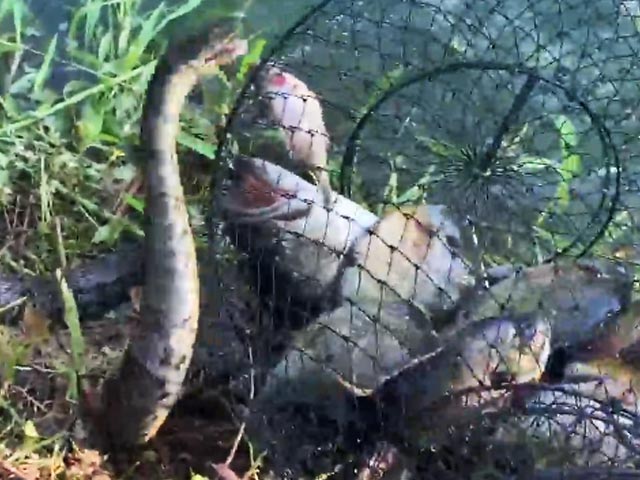 Snake Tries To Steal Fisherman's Catch