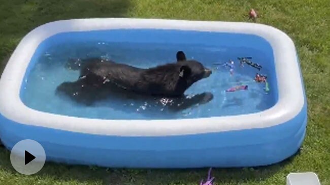 Watch: Family Finds Bear Chilling In Their Kiddie Pool, Playing With Toys