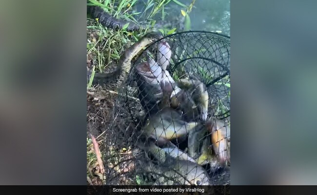 Watch: Snake Tries Stealing Fisherman's Catch In Shocking Video