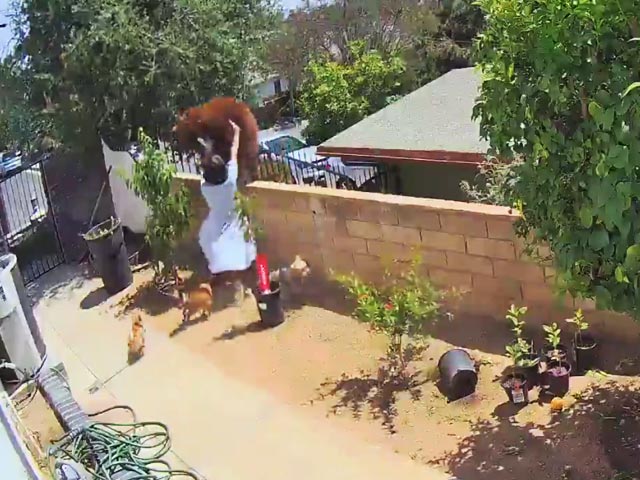 Viral Video: Teen Pushes Bear Off Wall To Save Family Dog