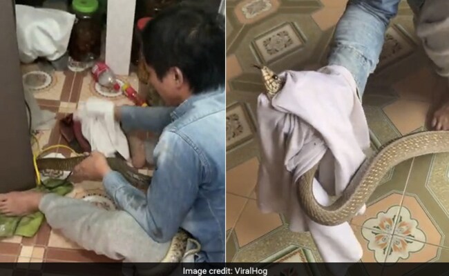 "Giant" Snake Slithers Into House. Watch How It Was Captured