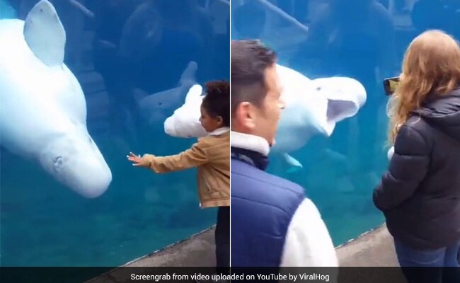 Watch: Beluga Whale's Priceless Reaction On Seeing Toy Whale In Girl's Hand