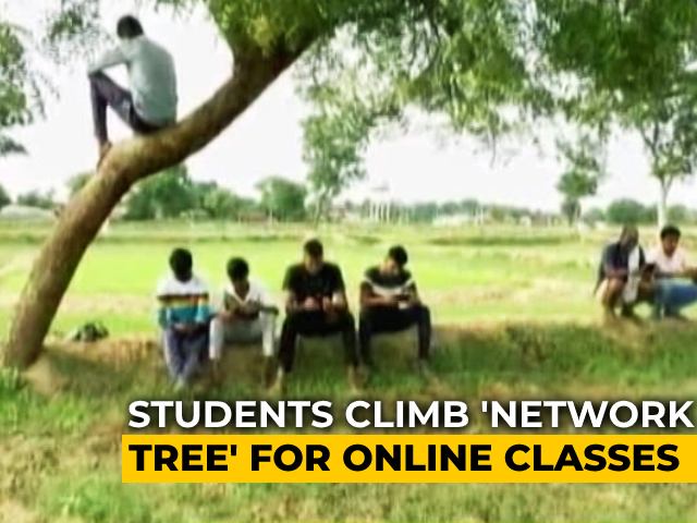 Students Climb "Network Tree" In Maharashtra Village For Online Classes
