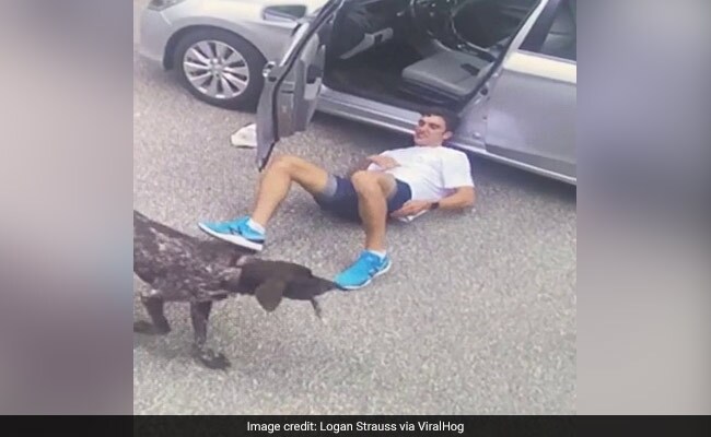 Watch: Cute Dog Topples Man While Playing Fetch, Carries On Unaffected