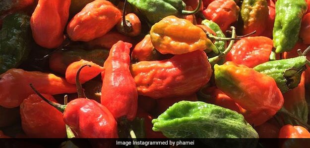 King Chilli | Know All About King Chilli at NDTV Food