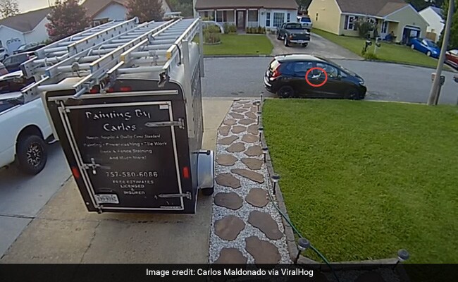 Watch: Fish Falls From Sky, Slams Into Car In Bizarre Video