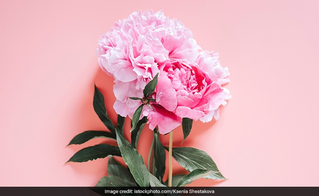 World Rose Day 2021: Know History, Significance And Importance For ...