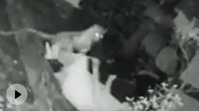 Leopard Attack video | Watch: Woman Fights Off Leopard With Walking ...