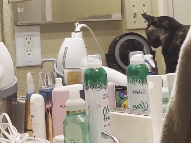 Watch What Happened When This Cat Discovered Makeup Mirrors