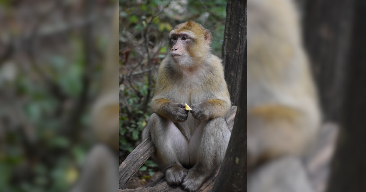 बंदर ने की हिरण की सवारी