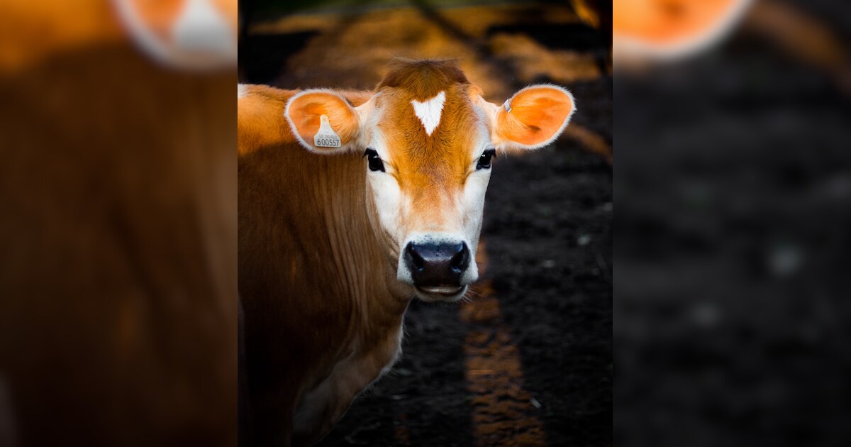 गाय ने की रेस्टोरेंट की जांच