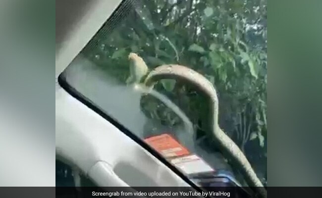 Watch: Snake Hitches Ride On Car Windscreen