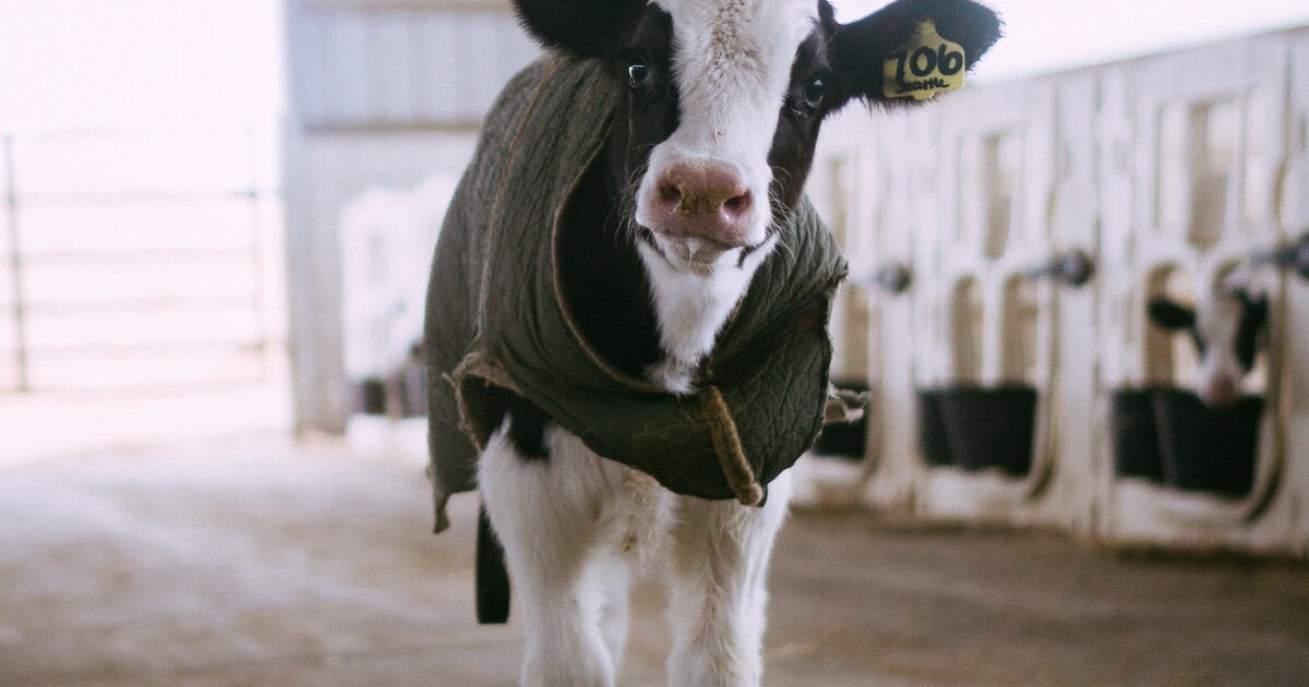 जाल में फंसी गाय की हुई हवा टाइट, दिखाई ये चतुराई