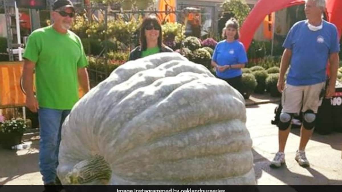 From Onion To Pumpkin: Here Are The Worlds Biggest Vegetables That ...