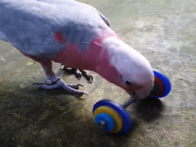 Parrot Shows Off Weightlifting Talent
