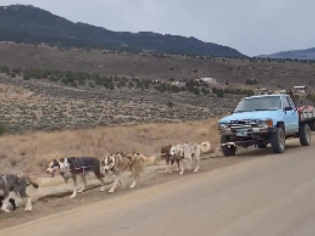 Sled Dog Team Pulling a Truck Uphill