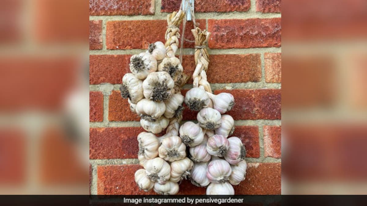 How To Braid Garlic: An Easy Way To Preserve Garlic For Months - NDTV Food