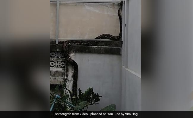 Watch: A Huge Snake Slithers Up A Wall In Hair-Raising Video