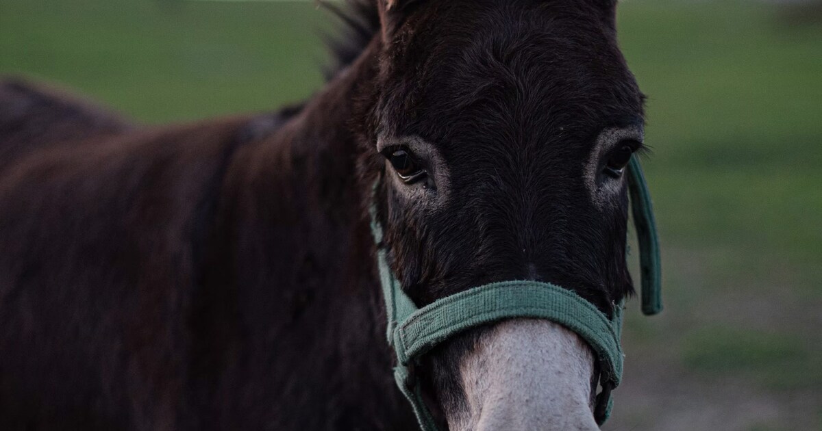 दो टांगों पर चलता है ये गधा,देखें वीडियो