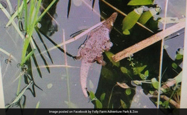 Unexplained Creatures 2022