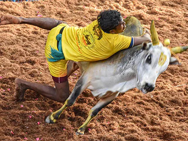 1 Dead, 80 Injured As Jallikattu Contests Begin In Tamil Nadu's Madurai