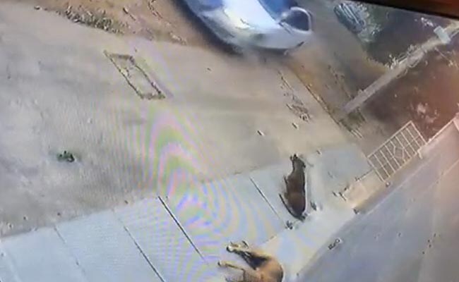 Caught On CCTV: Dog Run Over By Audi. Bengaluru Man, 23, Arrested