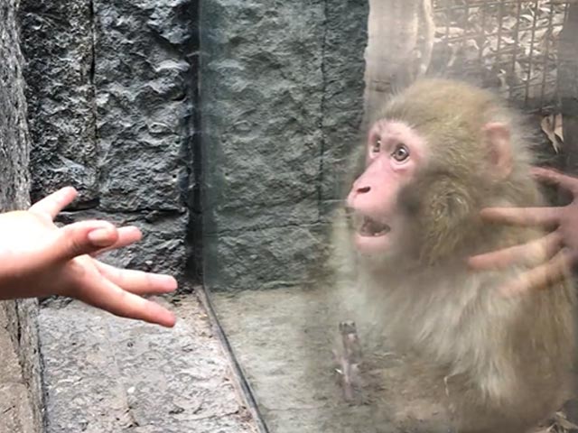 Caught On Cam: Monkey's Jaw-Dropping Reaction To Magic Trick
