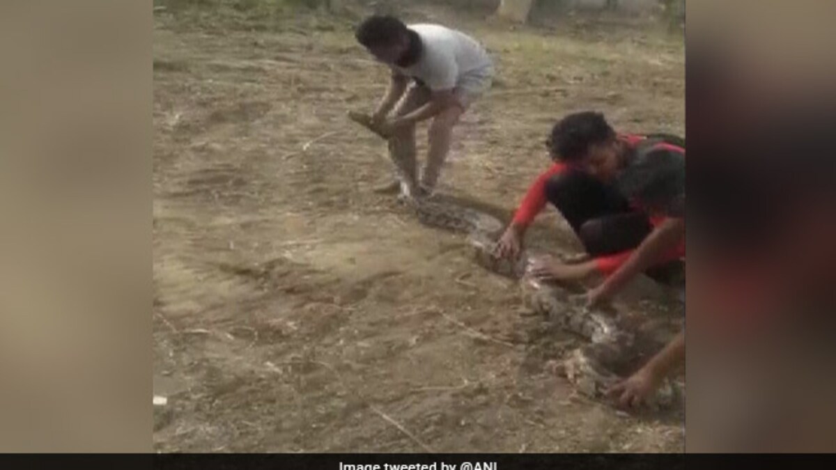 10-Feet-Long Python To Undergo Plastic Surgery To Recover From Wounds ...